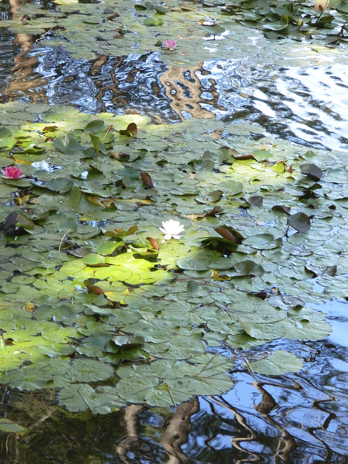 Doreen Long – San Dieguito Art Guild